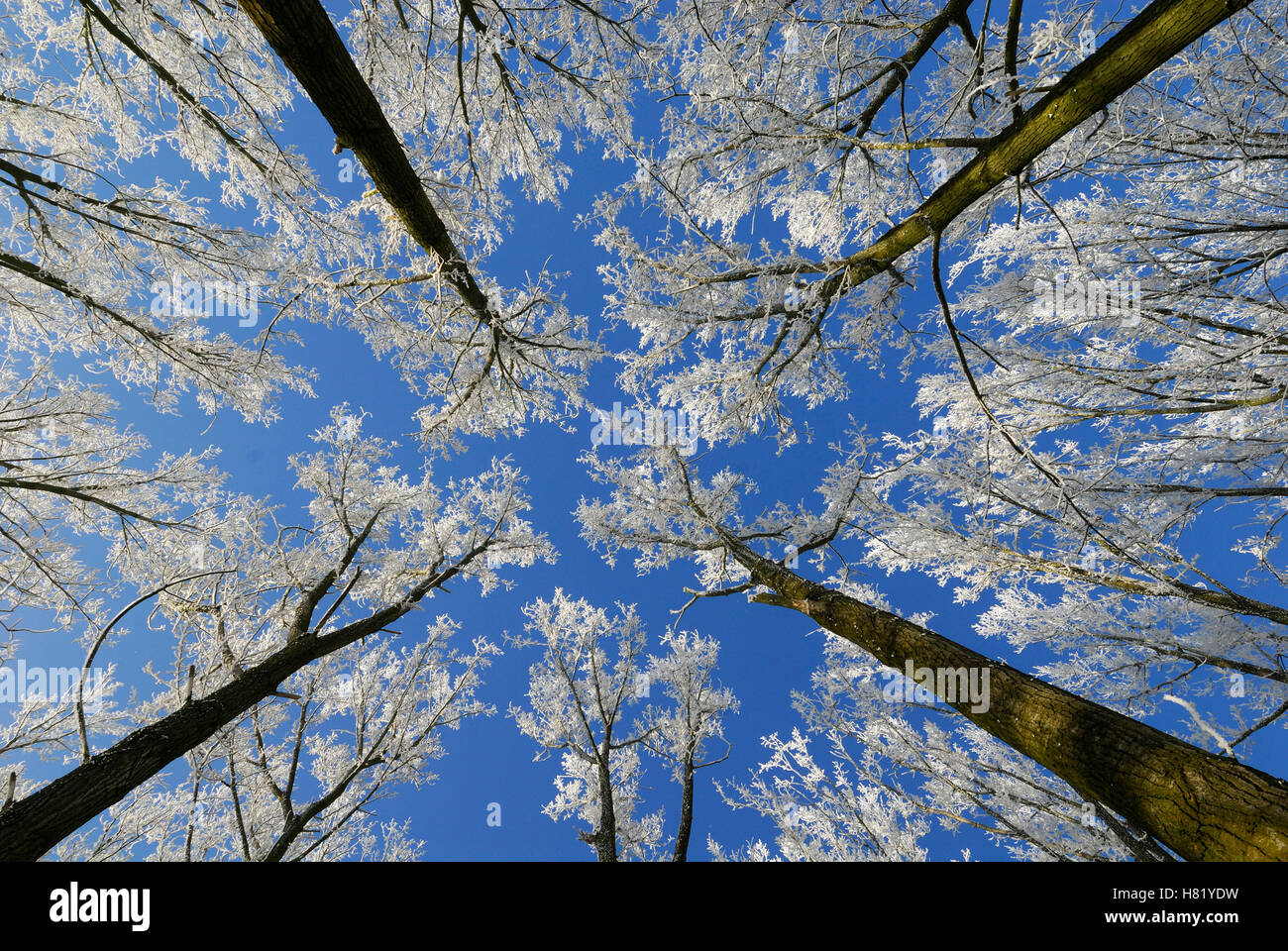 Poplar (Populus sp) forest covered in frost, Leuth, Netherlands Stock ...