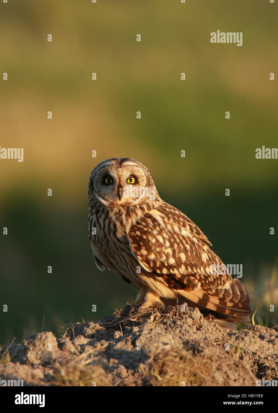 Short-eared Owl (Asio flammeus), Netherlands Stock Photo - Alamy