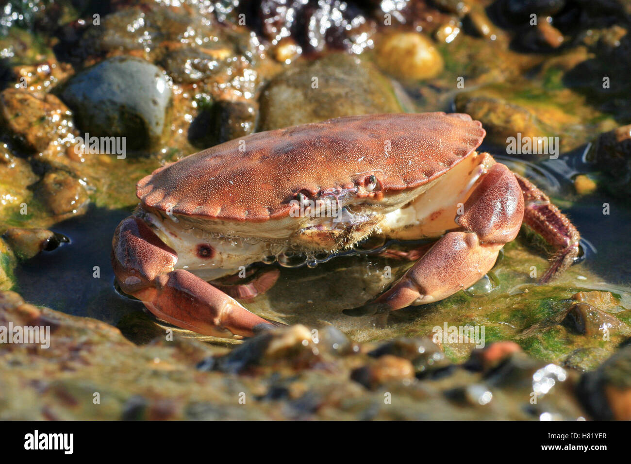 Edible Crab (Cancer pagurus), Denmark Stock Photo - Alamy