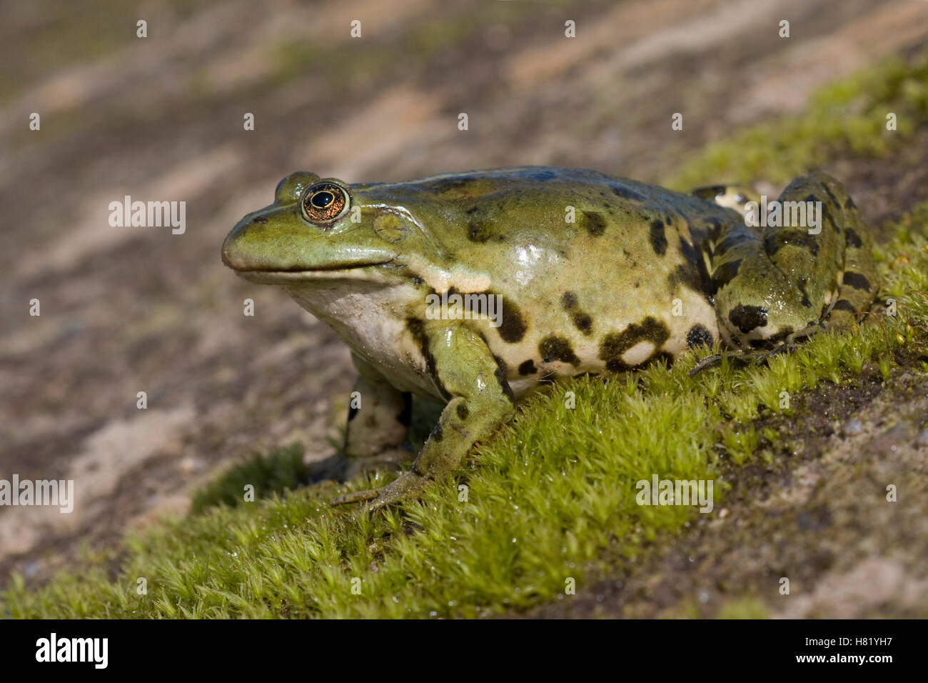Marsh Frog (Rana ridibunda) female, Groningen, Netherlands Stock Photo ...