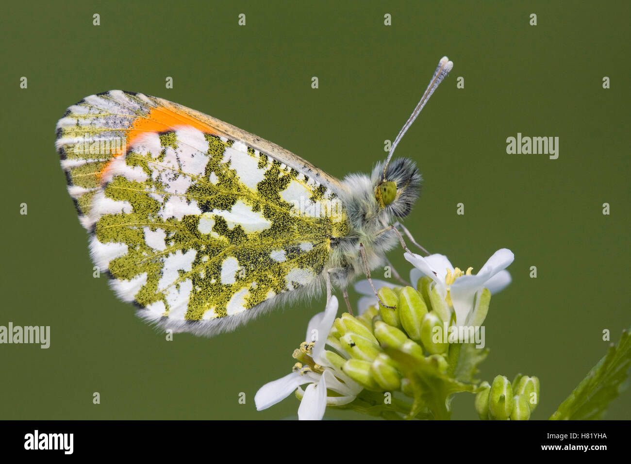 Orange Tip Anthocharis Cardamines Butterfly Male Groningen