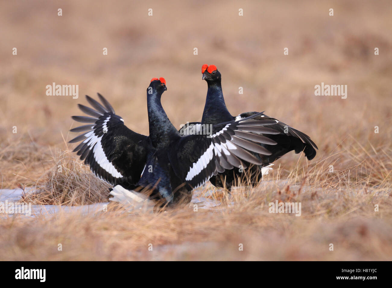 Black Grouse (Tetrao tetrix) males in aggressive display, Oulu, Finland ...