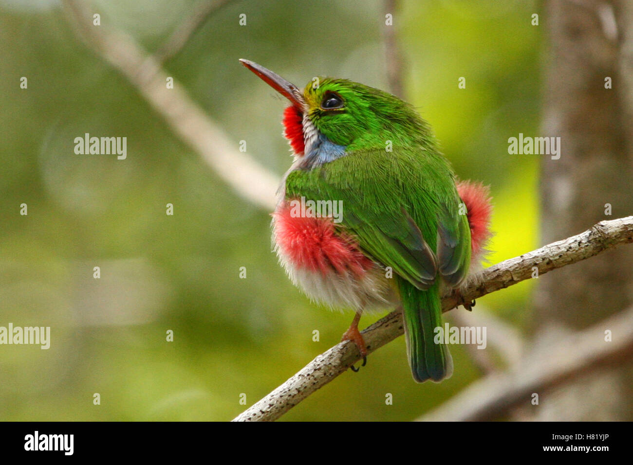 Cuban Tody (Todus multicolor), Zapata Peninsula, Cuba Stock Photo - Alamy
