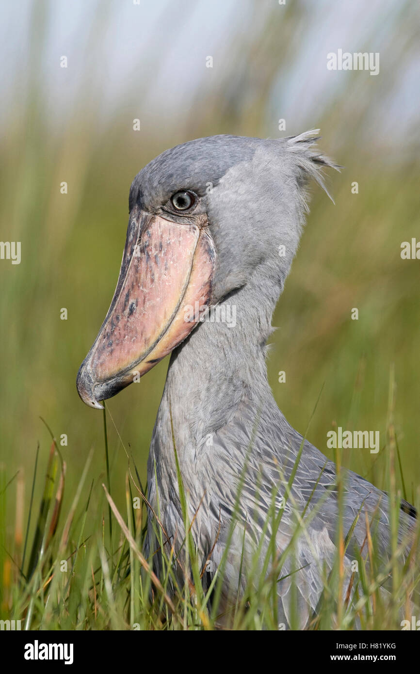 Shoebill (Balaeniceps rex) portrait, Uganda Stock Photo - Alamy