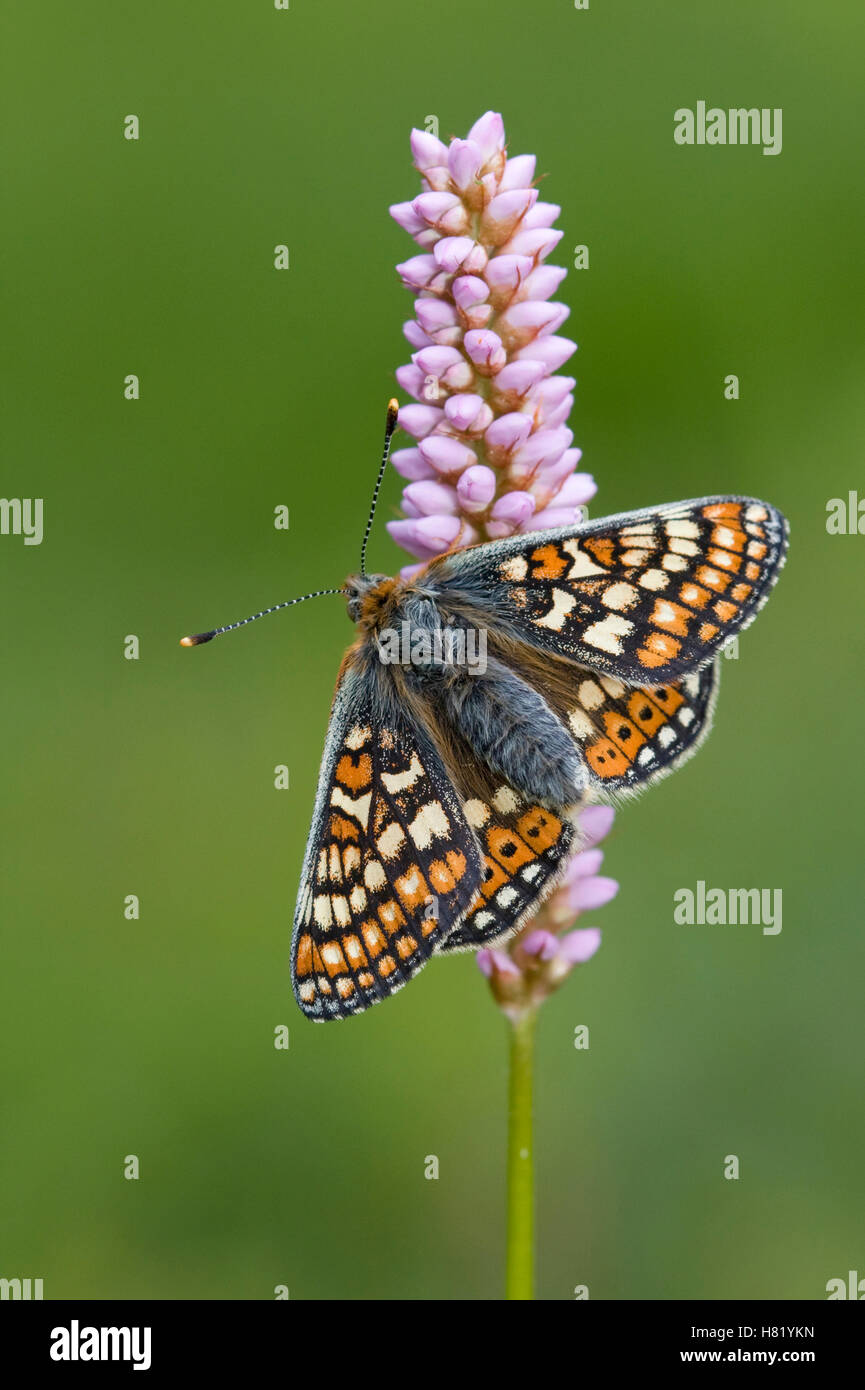 Marsh Fritillary (Euphydryas aurinia) butterfly male, Europe Stock ...