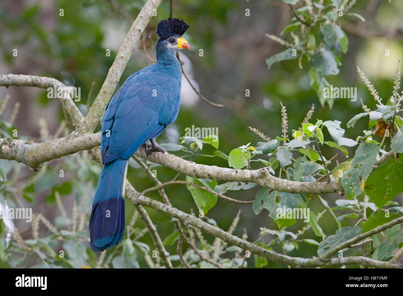 Great Blue Turaco (Corythaeola cristata), Africa Stock Photo - Alamy