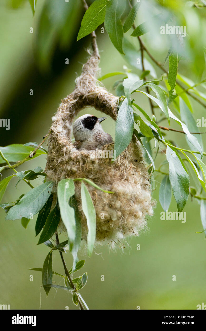 Eurasian Penduline-Tit (Remiz pendulinus) male building its nest ...