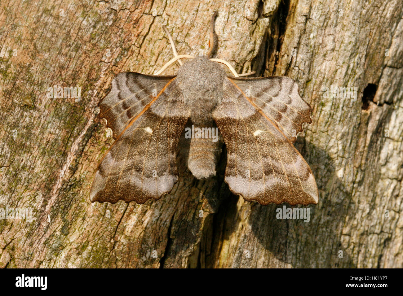 Poplar Hawk Moth (Laothoe populi), Haaksbergen, Netherlands Stock Photo ...