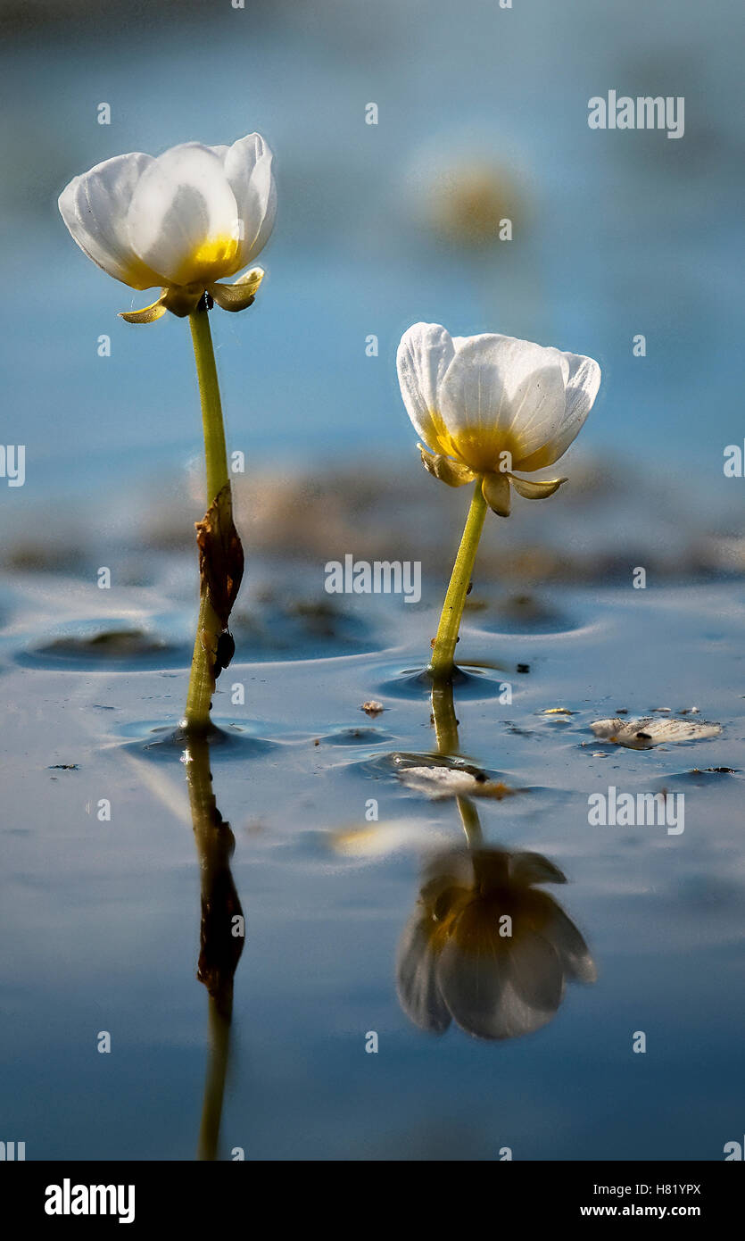 Fan-leaved Water Crowfoot (Ranunculus circinatus) flowers, Wierden ...