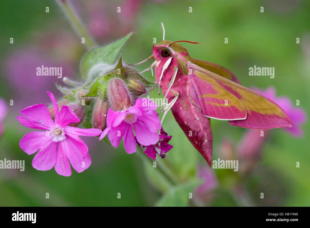 Elephant Hawk Moth (Deilephila elpenor), Netherlands Stock Photo - Alamy