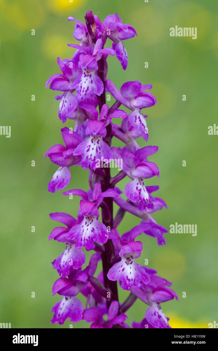 Early Purple Orchid (Orchis mascula), Eifel, Germany Stock Photo - Alamy