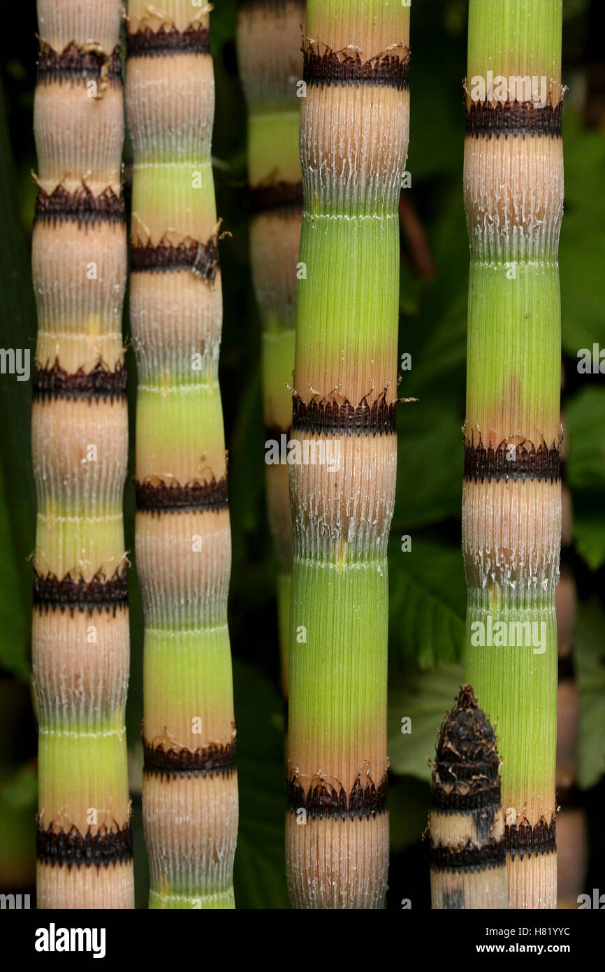 Rough Horsetail (Equisetum hyemale) detail, Amstelveen, Netherlands ...