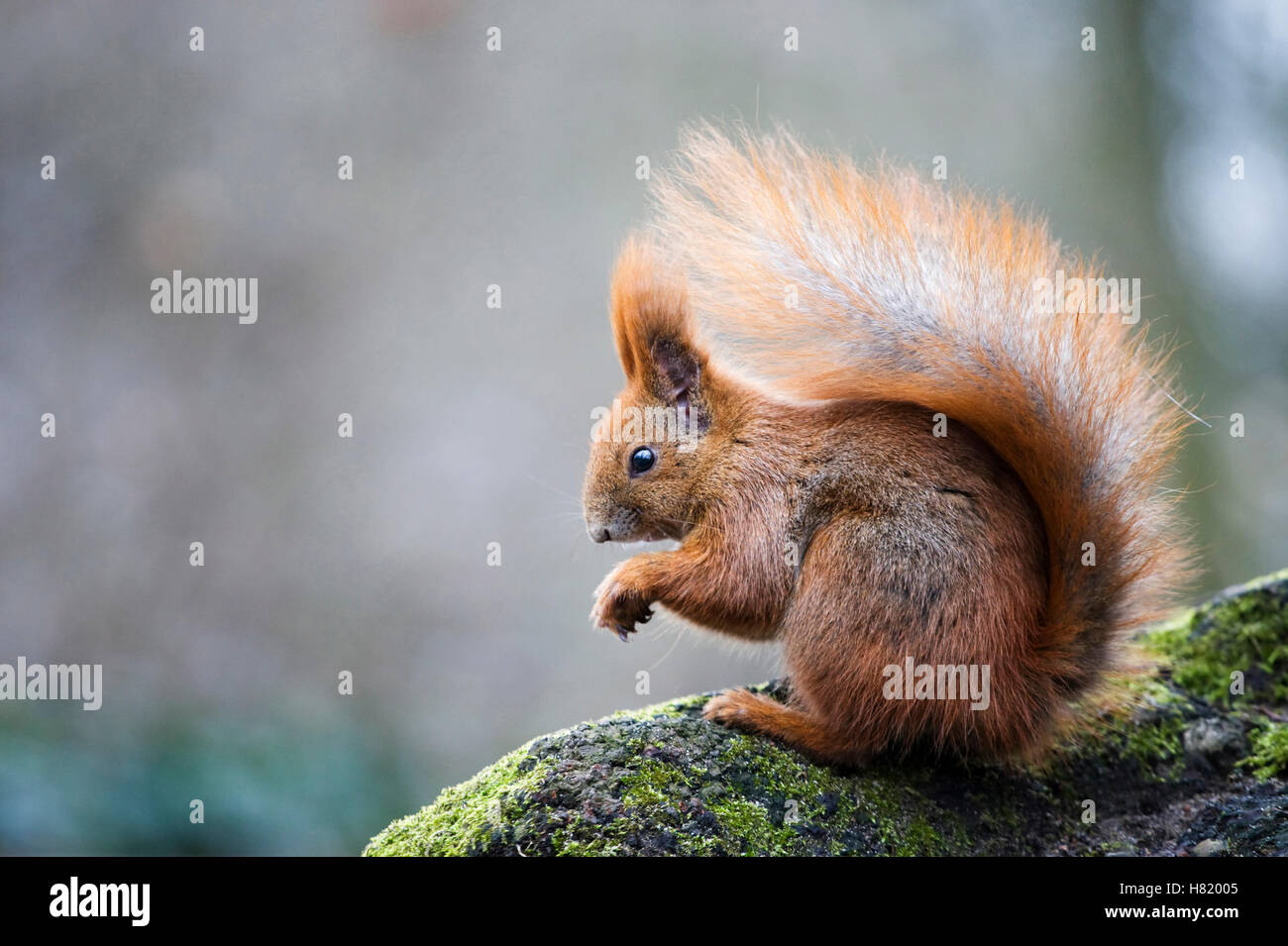 Eurasian Red Squirrel (Sciurus vulgaris), Europe Stock Photo - Alamy