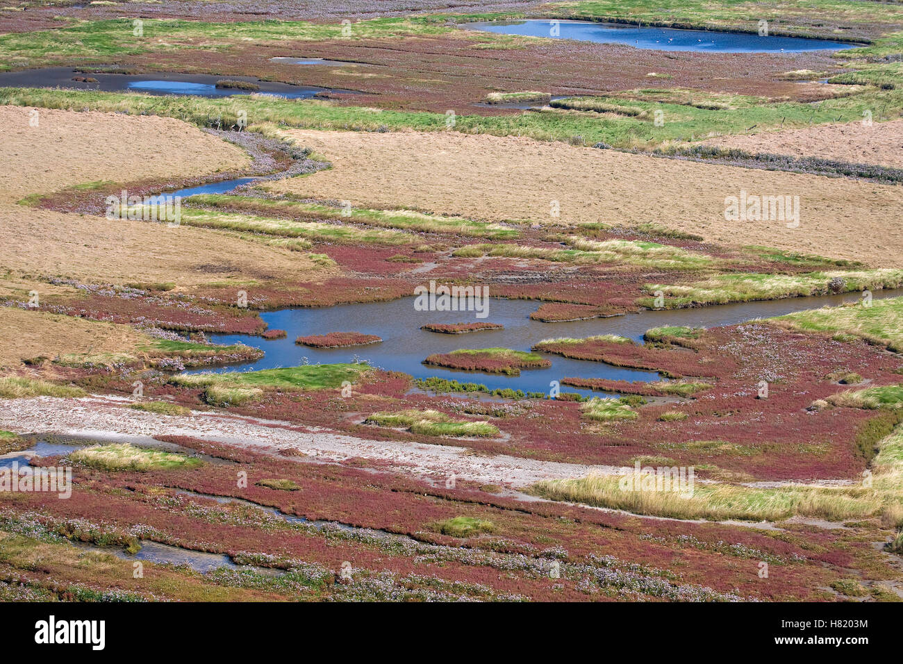 Patchy marshland vegetation, Zierikzee, Netherlands Stock Photo - Alamy
