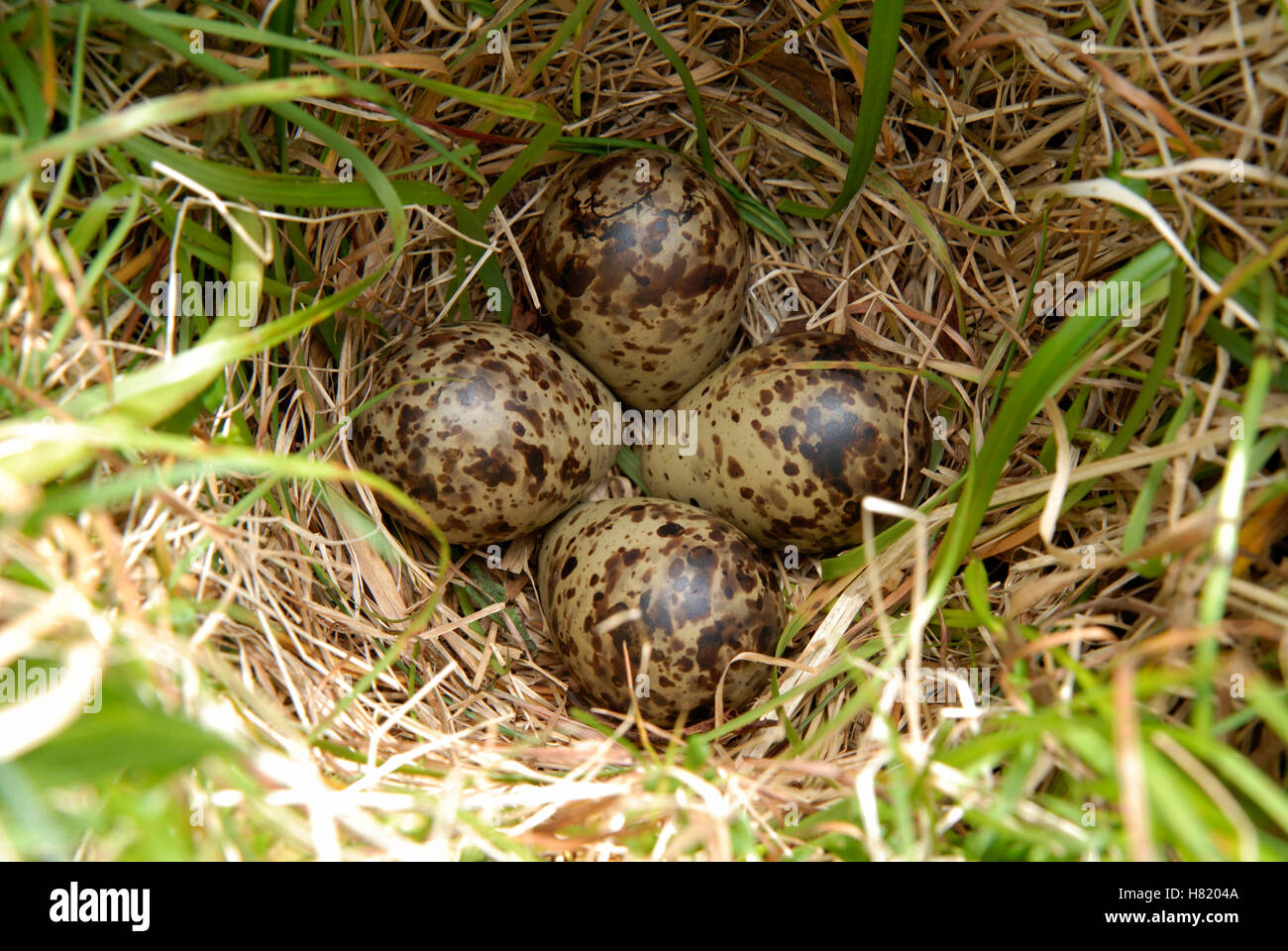 Common Snipe (Gallinago gallinago) nest with four eggs, Iceland Stock ...