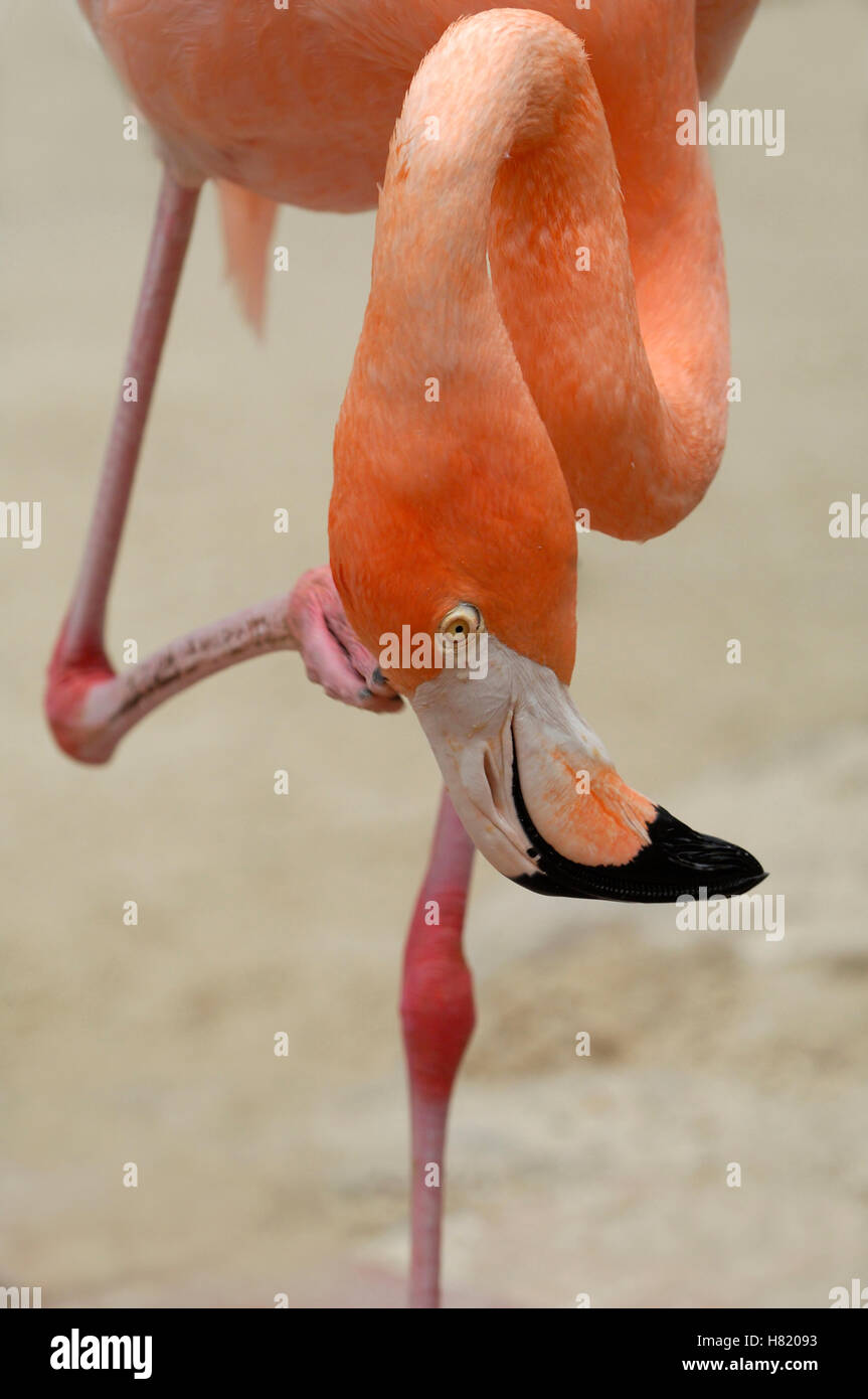 Greater Flamingo (Phoenicopterus ruber) scratching its head, Curacao ...