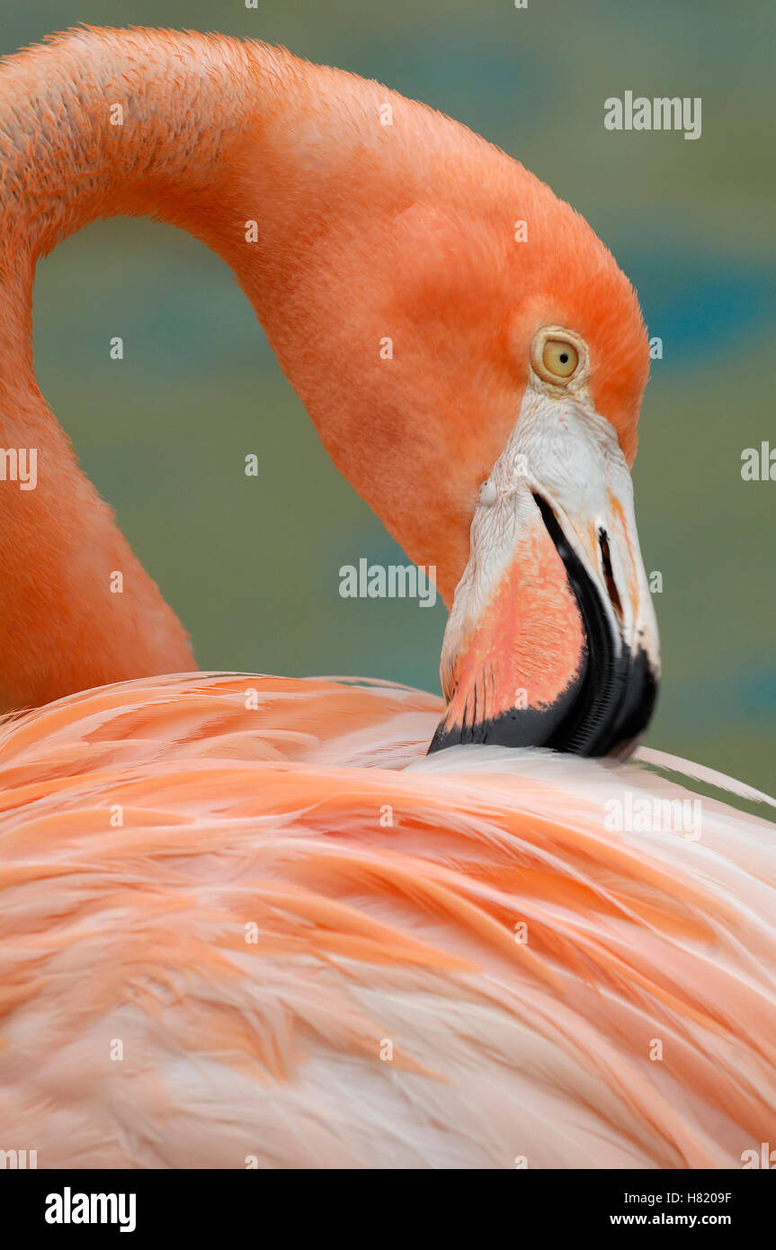 Greater Flamingo (Phoenicopterus ruber) preening, Curacao, Dutch ...