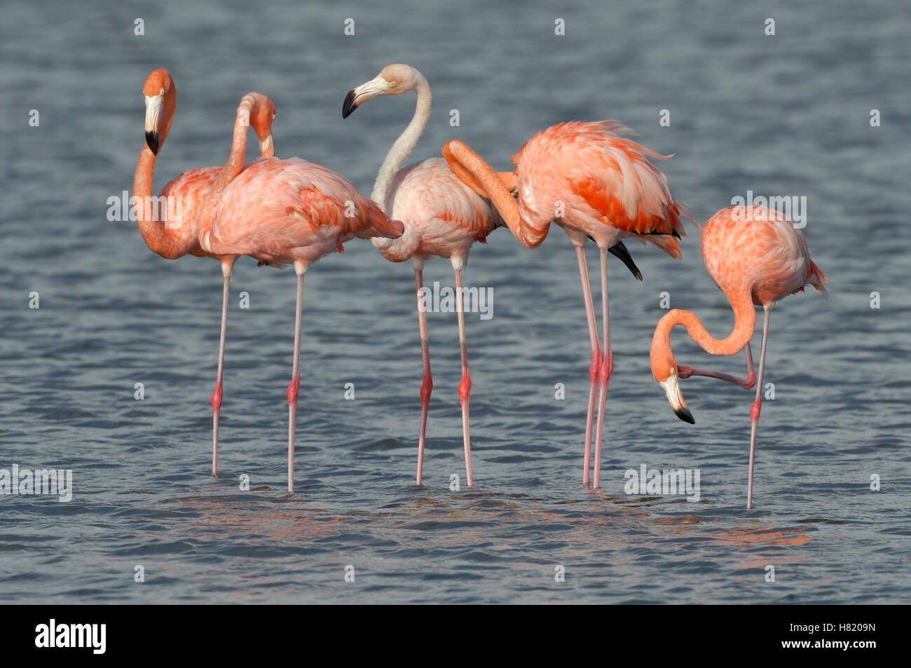 Greater Flamingo (Phoenicopterus ruber), Curacao, Dutch Antilles Stock ...