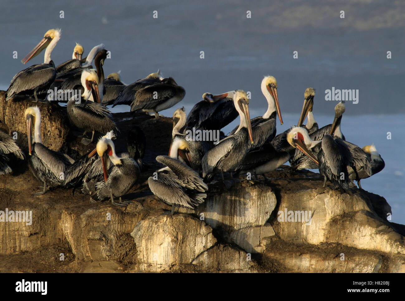 Brown Pelican (Pelecanus occidentalis) group roosting on rock ...