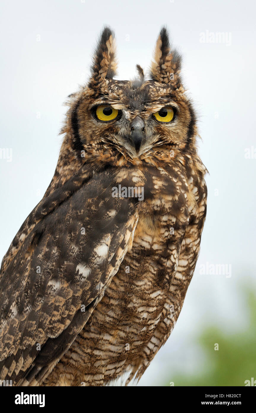 Spotted Eagle-Owl (Bubo africanus), Netherlands Stock Photo - Alamy