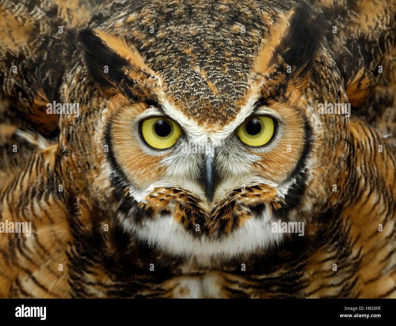 Great Horned Owl (Bubo virginianus) in defensive posture, Netherlands ...
