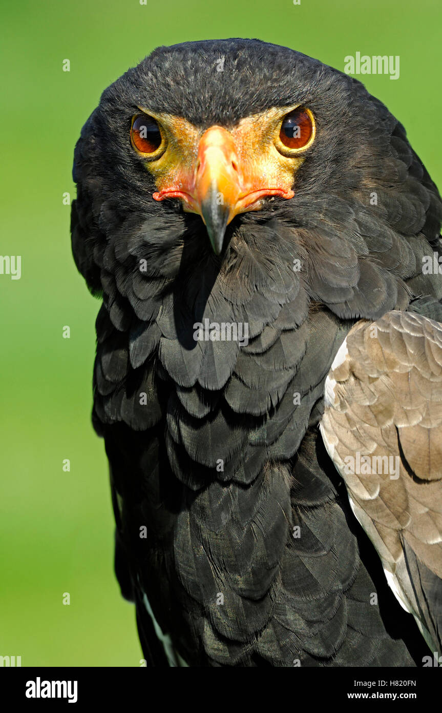 Bateleur Eagle (Terathopius ecaudatus) portrait, Netherlands Stock ...