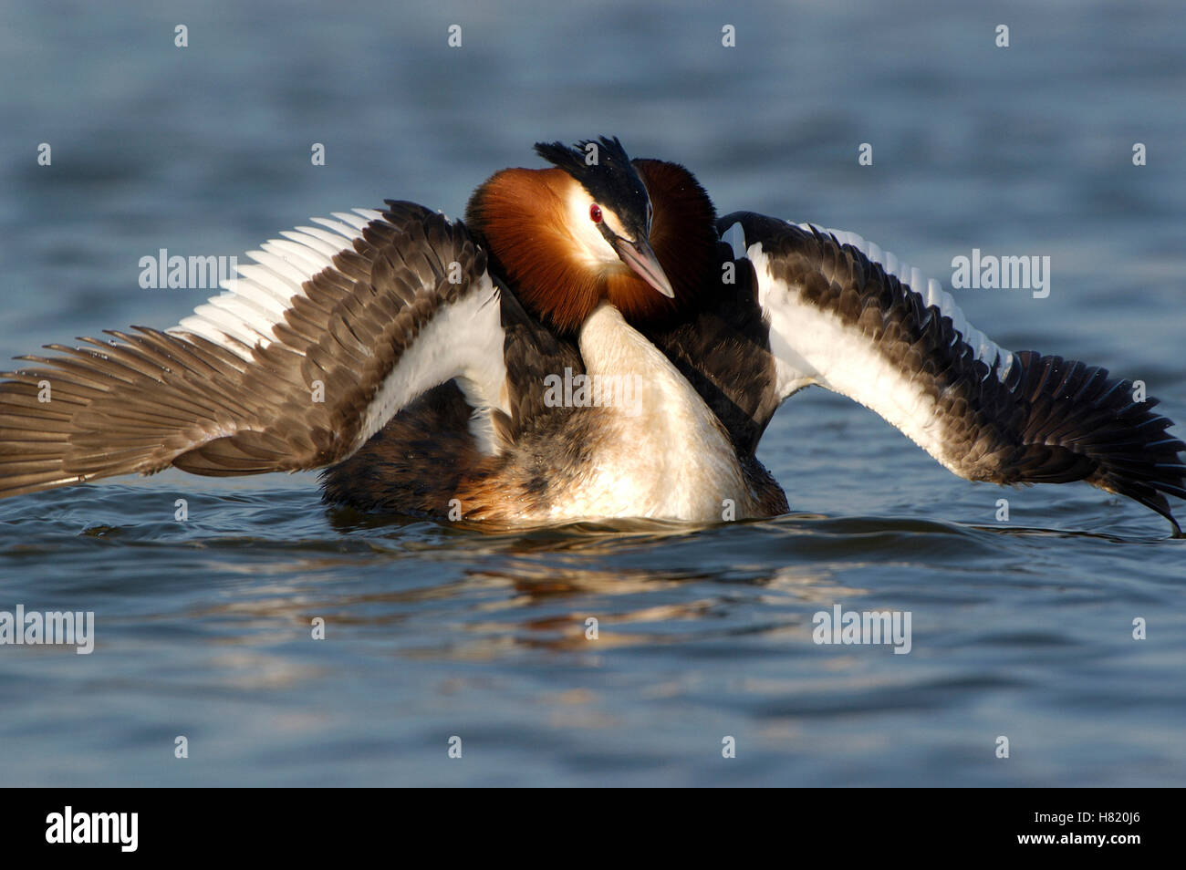 Great Crested Grebe (Podiceps cristatus) in courtship display, Den ...