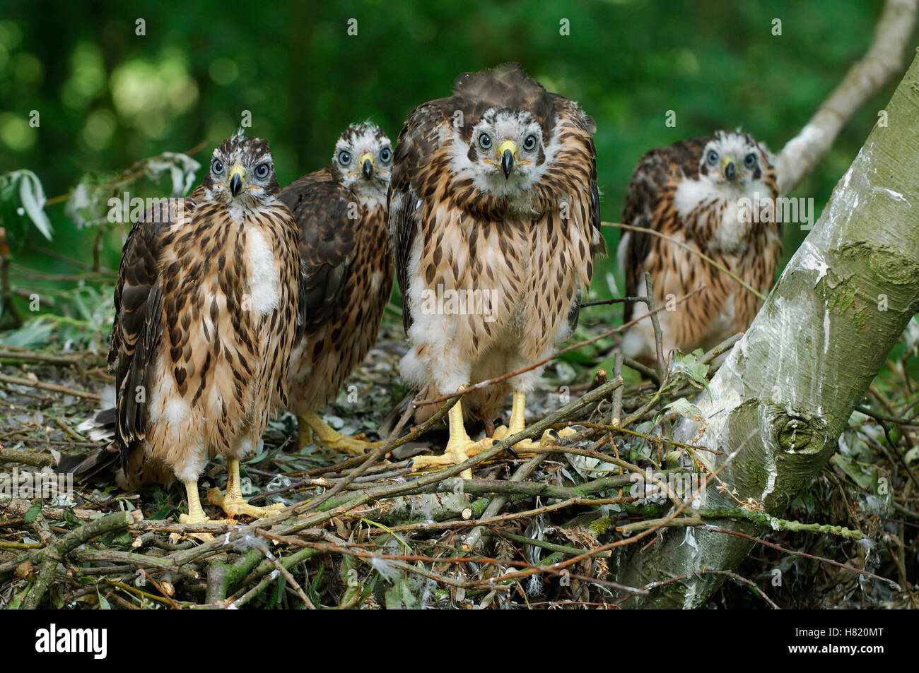 Northern Goshawk (Accipiter gentilis) juveniles at nest, Waterland ...
