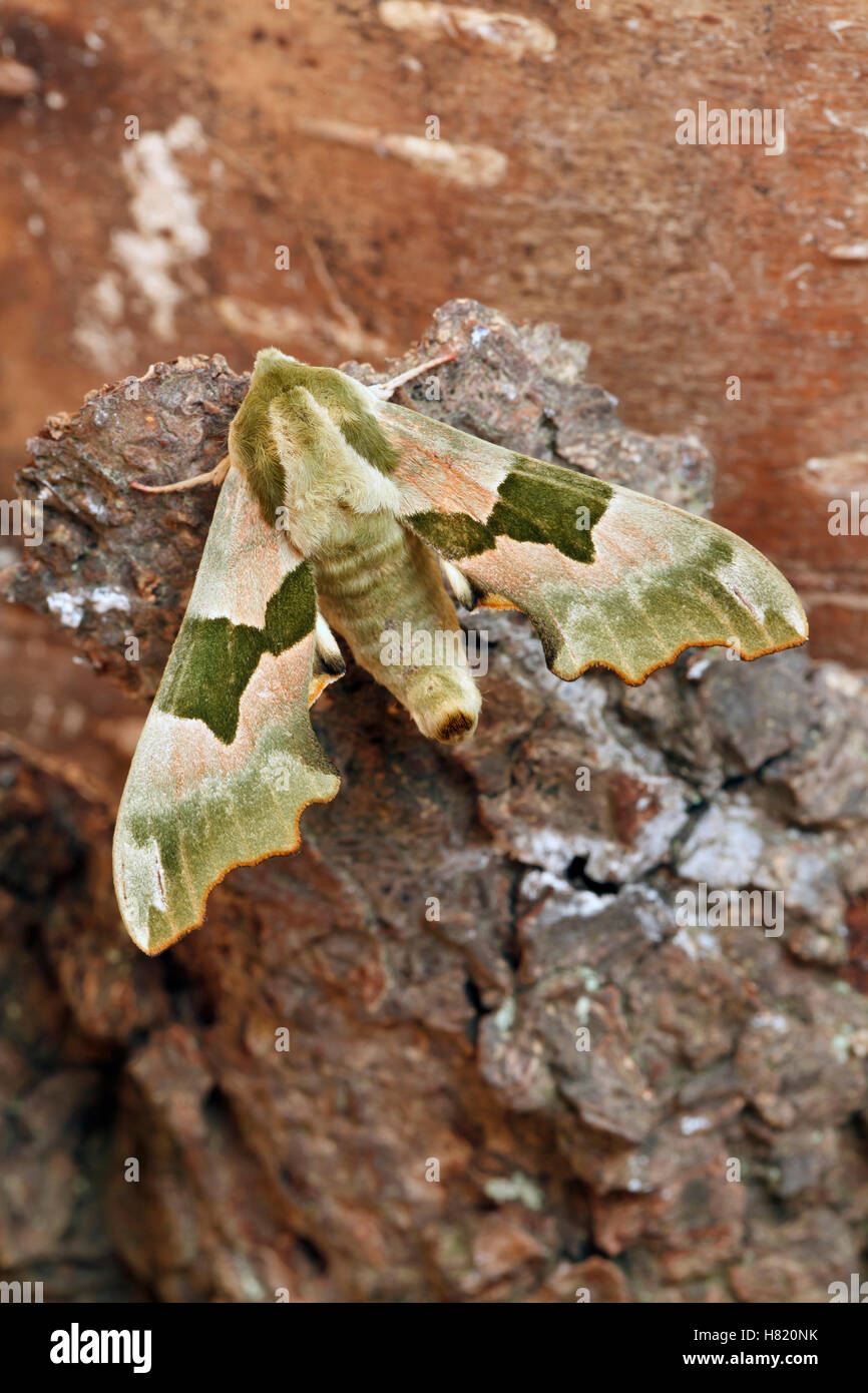 Lime Hawk Moth (Mimas tiliae), Groningen, Netherlands Stock Photo - Alamy