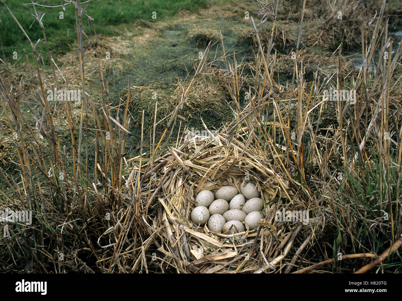 Coot (Fulica atra) nest with eggs, Netherlands Stock Photo - Alamy