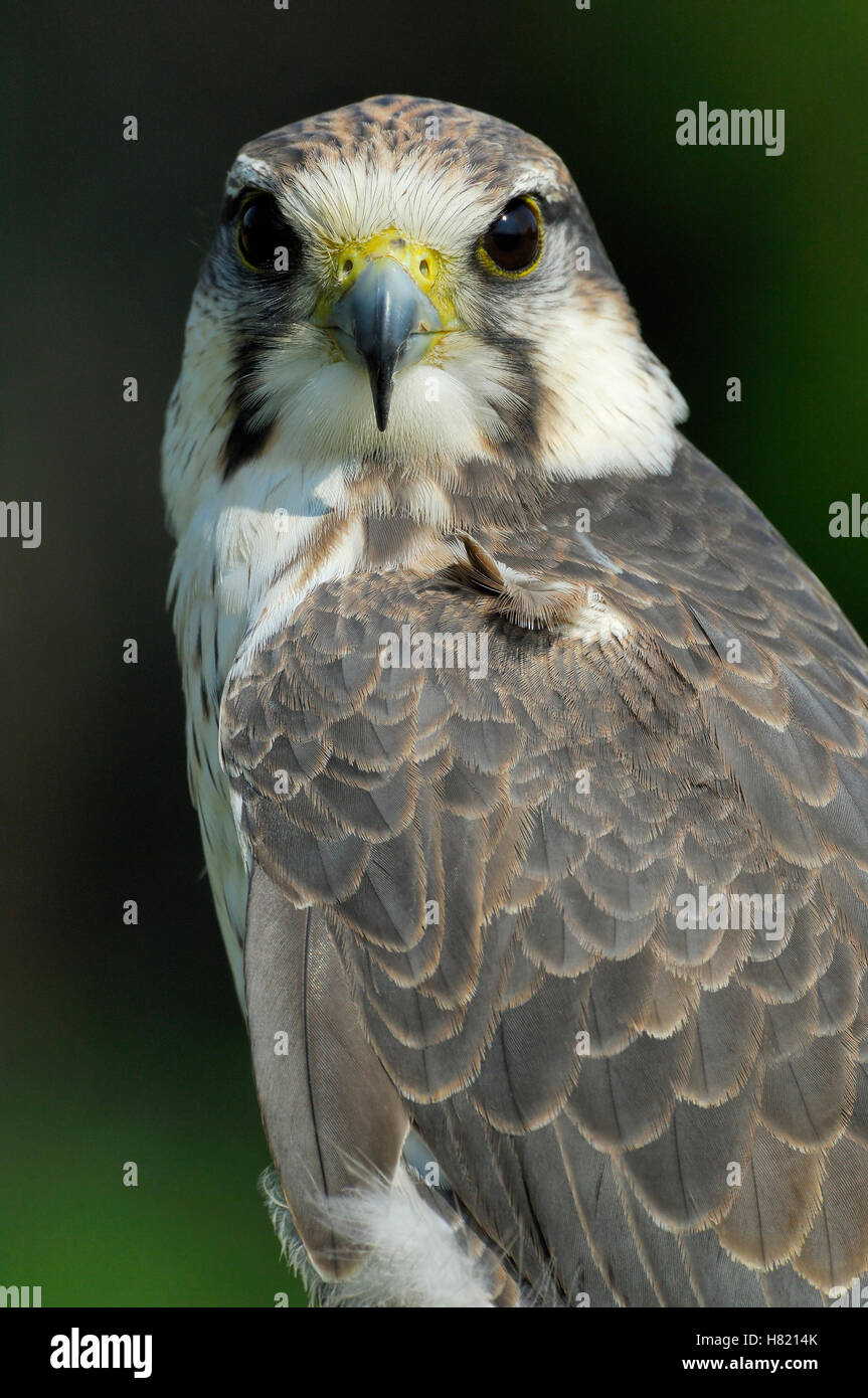 Laggar Falcon (Falco jugger) portrait, Netherlands Stock Photo - Alamy