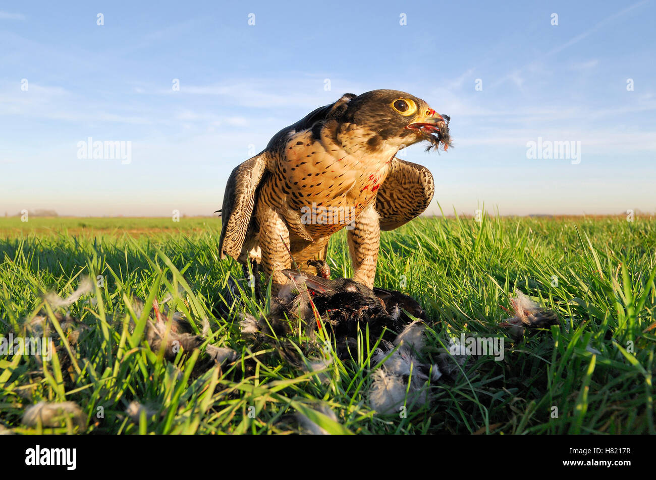 Peregrine Falcon (Falco peregrinus) feeding on prey, Netherlands Stock ...