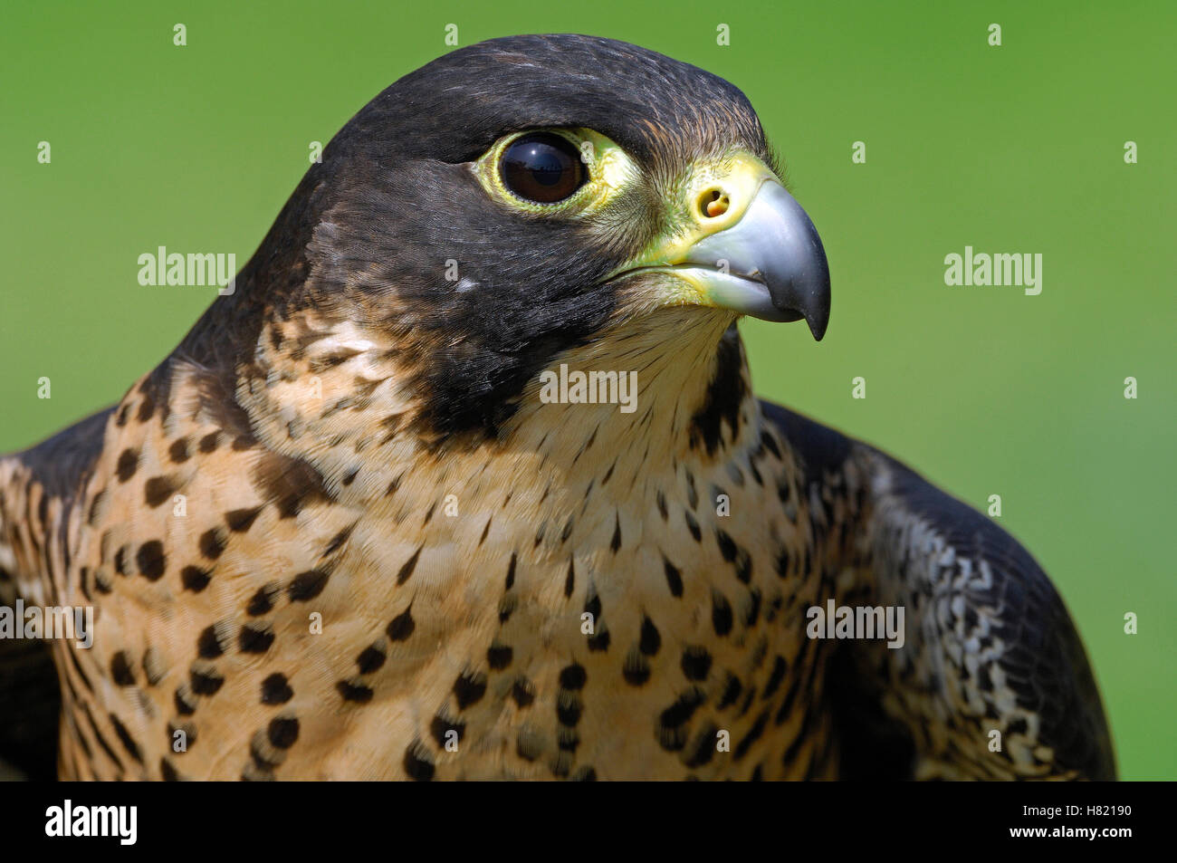 Shaheen Falcon (Falco peregrinus peregrinator), Netherlands Stock Photo ...