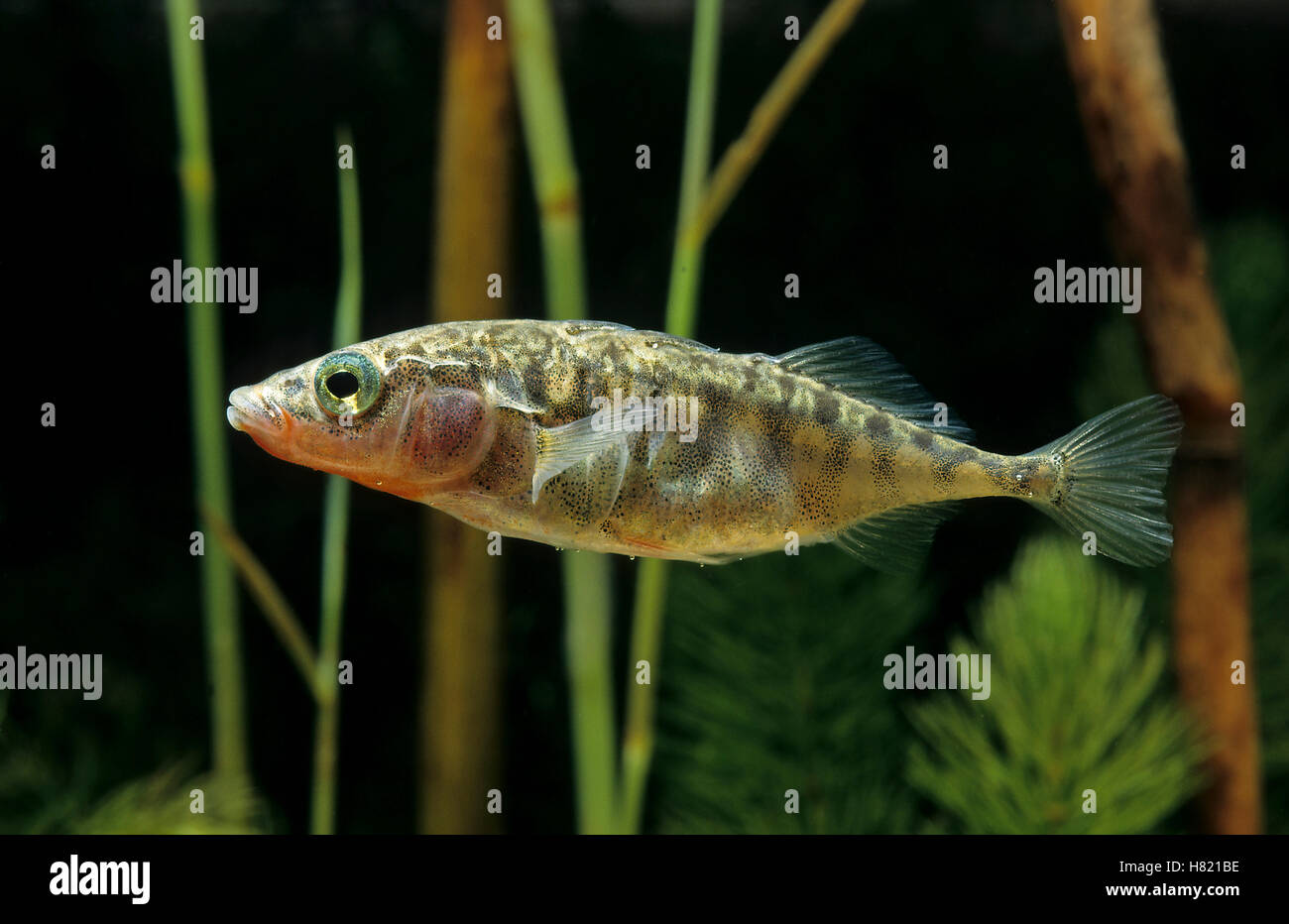 Three-spined Stickleback (Gasterosteus aculeatus), Wateringen ...