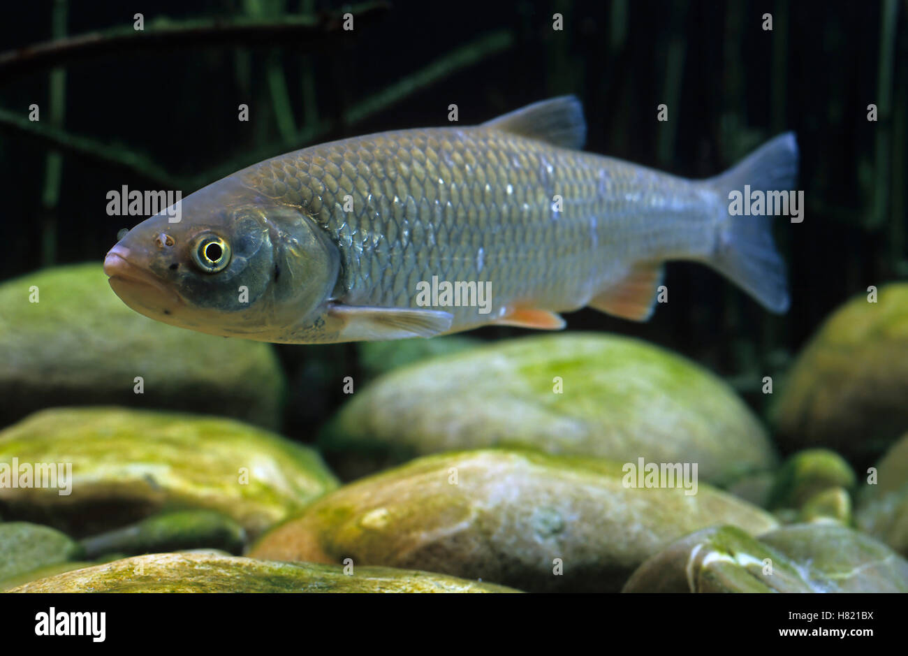 European Chub (Squalius cephalus), Wateringen, Netherlands Stock Photo ...