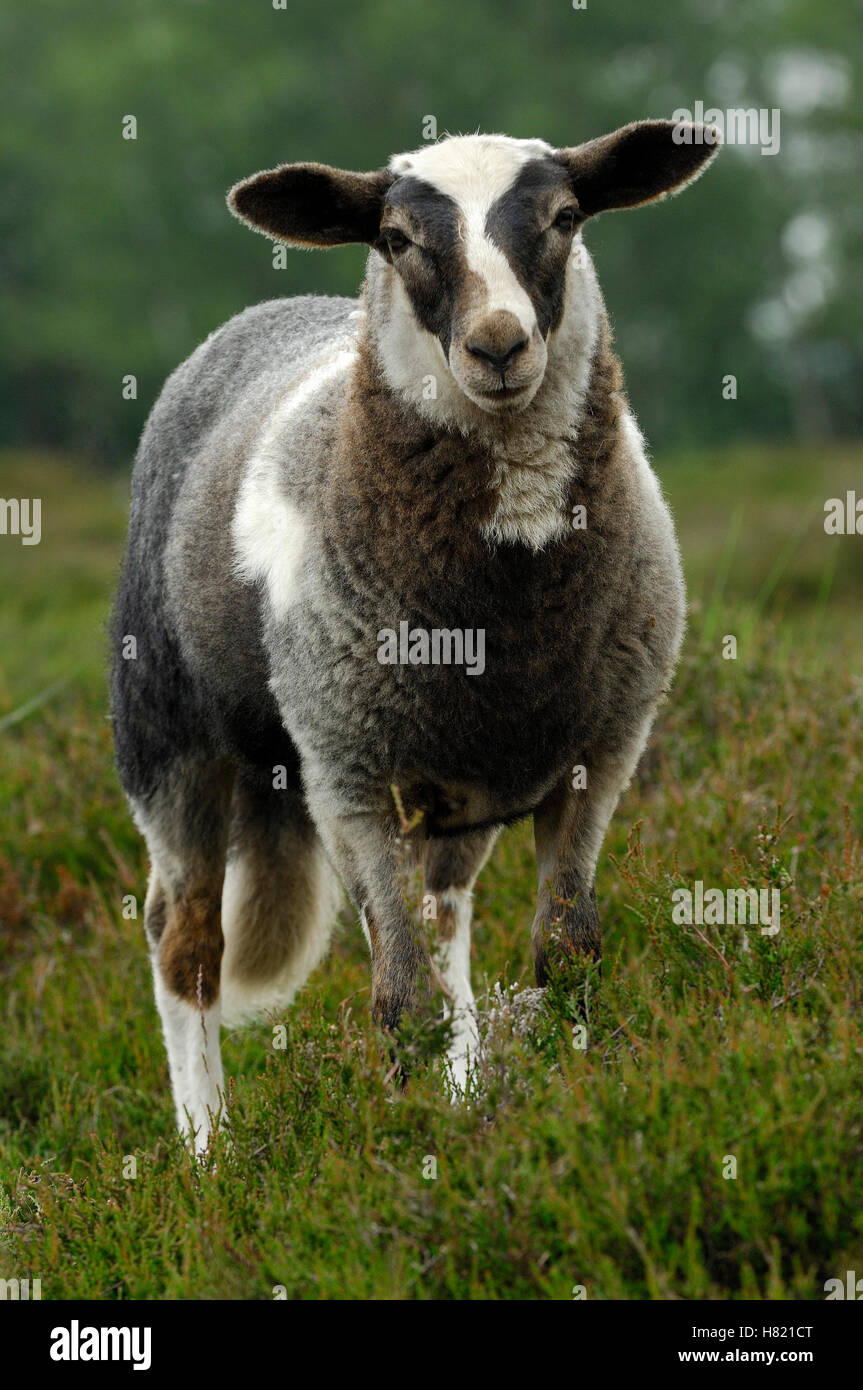 Domestic Sheep (Ovis aries) with pied coat pattern, Drentsche Aa ...