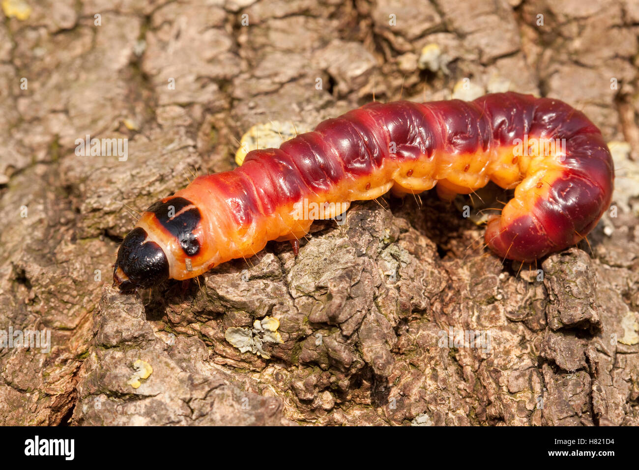 Goat Moth (Cossus cossus) caterpillar, Alblasserwaard, Netherlands ...