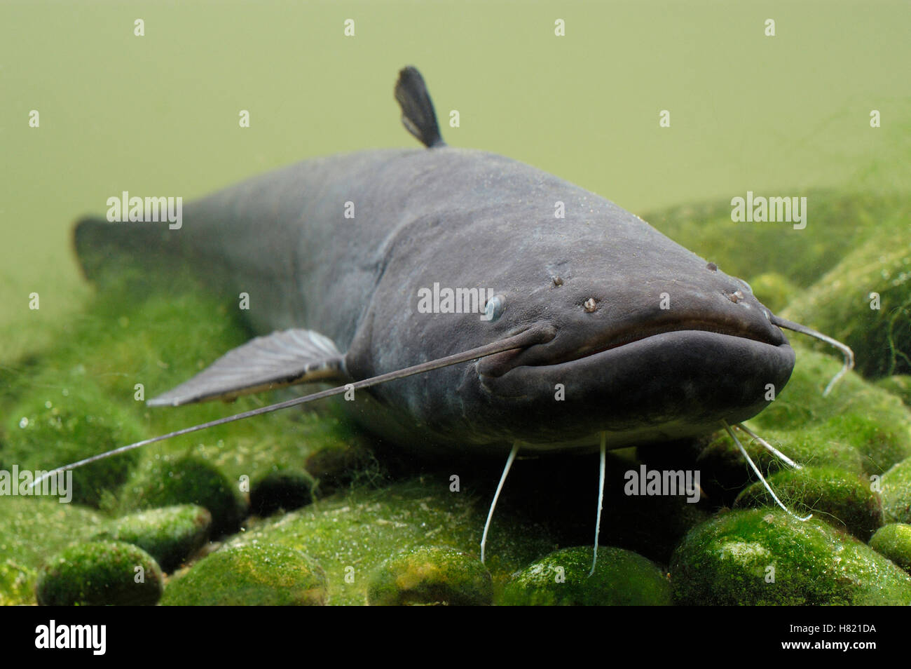 Wels (Silurus glanis) catfish, Wieringermeer, Netherlands Stock Photo ...