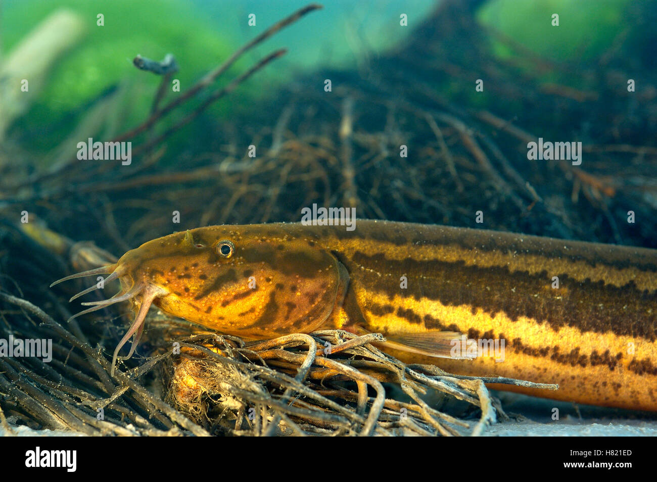 Weatherfish (Misgurnus fossilis), Wieringermeer, Netherlands Stock ...