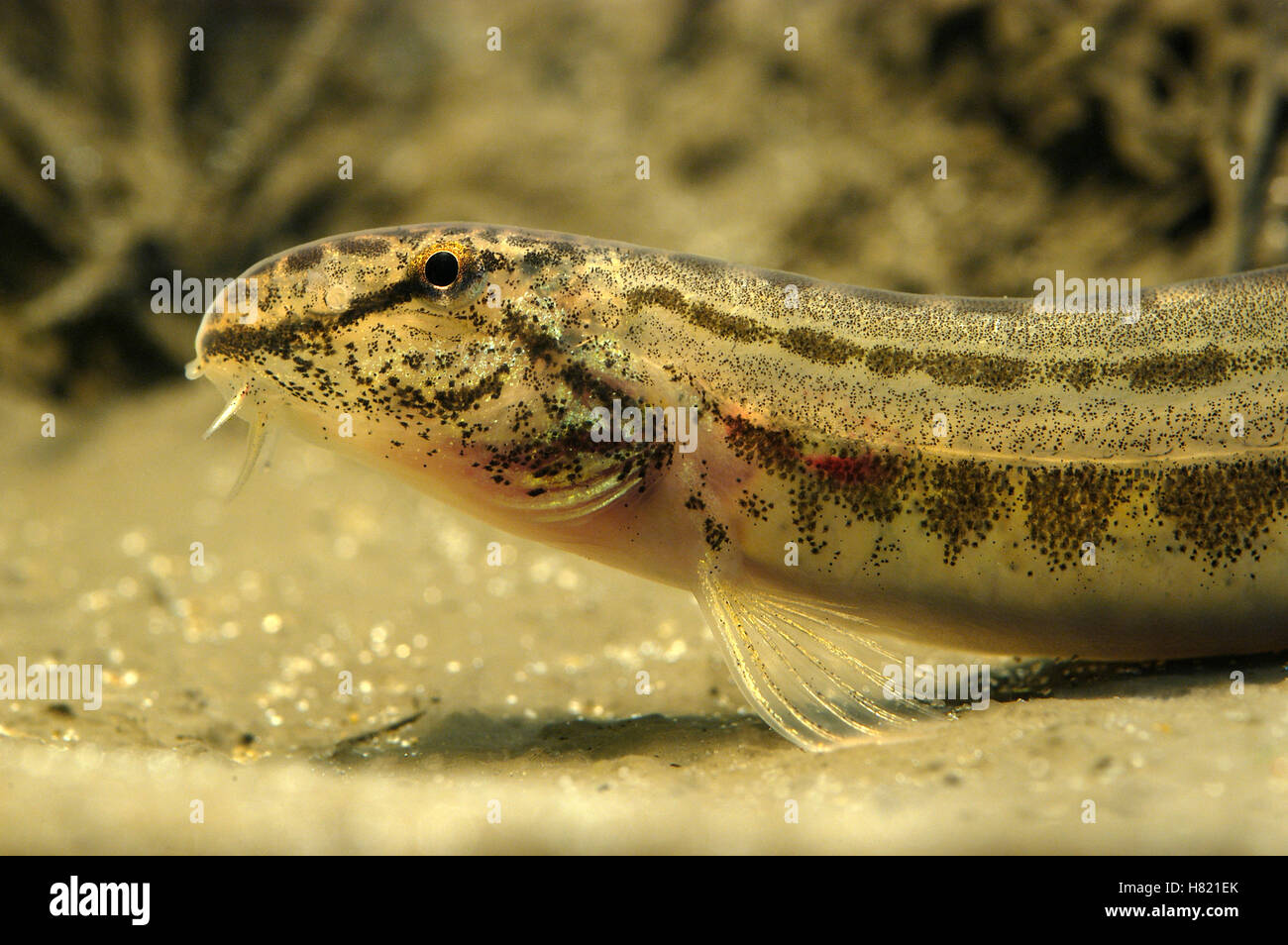 Loach (Cobitis taenia) on sand, Wieringermeer, Netherlands Stock Photo ...