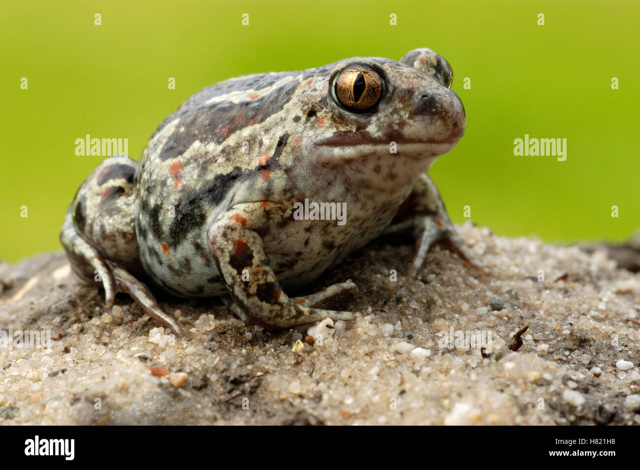 Common Spadefoot (Pelobates fuscus) toad, Netherlands Stock Photo - Alamy