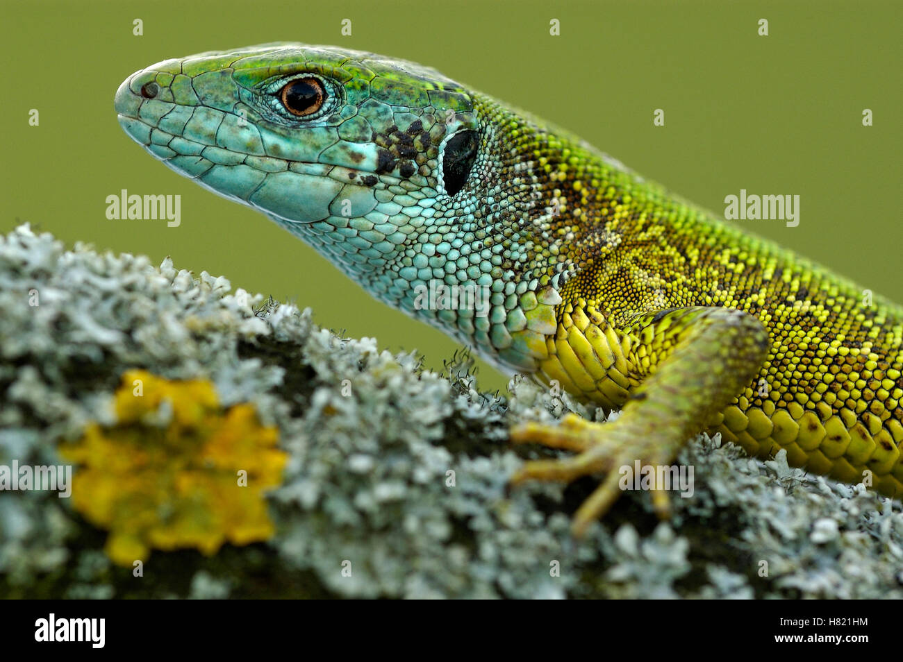 European Green Lizard (Lacerta viridis), Hungary Stock Photo - Alamy
