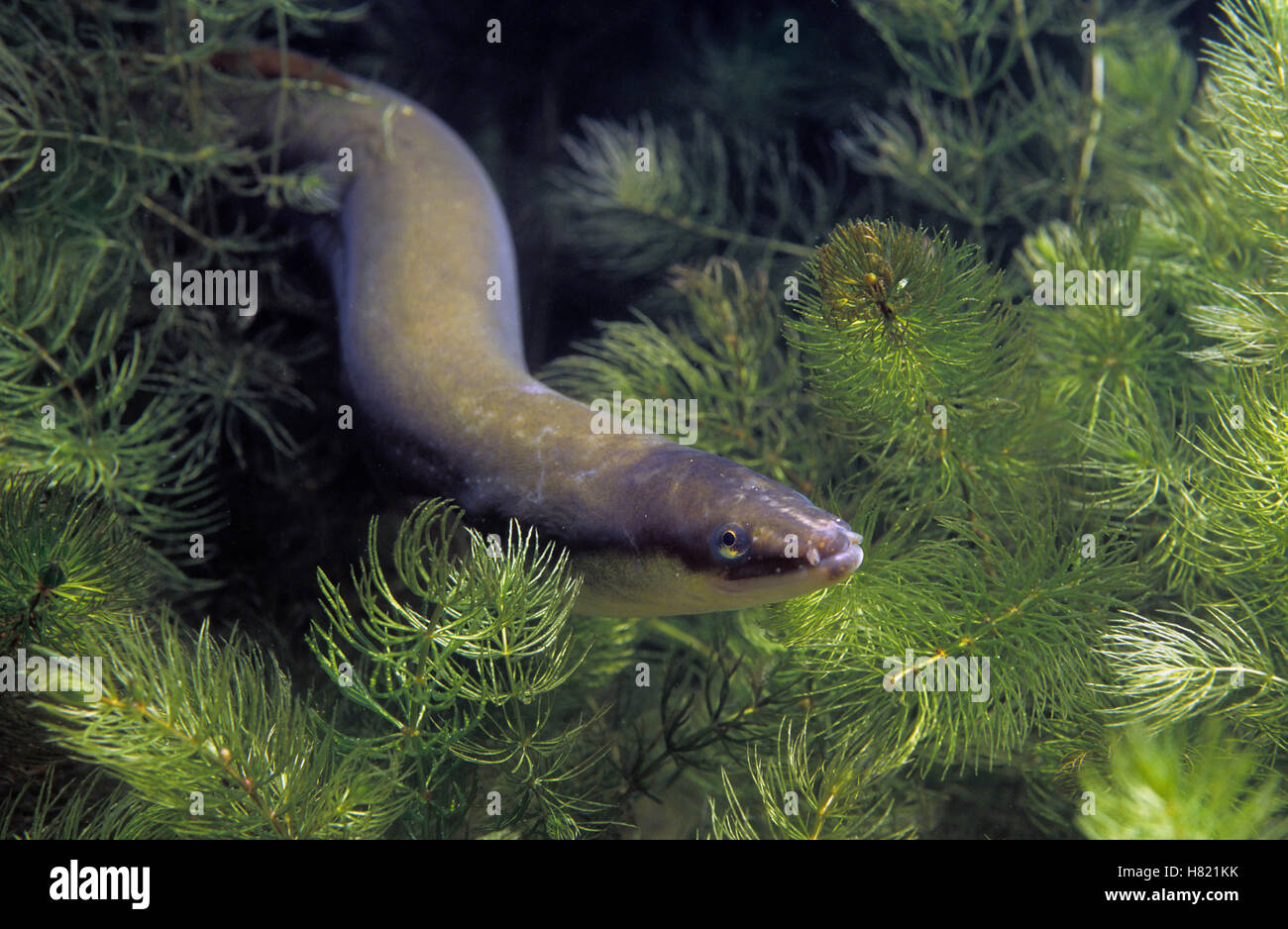 European Eel (Anguilla anguilla), Wateringen, Netherlands Stock Photo ...
