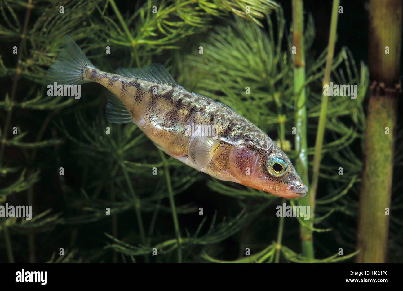Three-spined Stickleback (Gasterosteus aculeatus), Wateringen ...