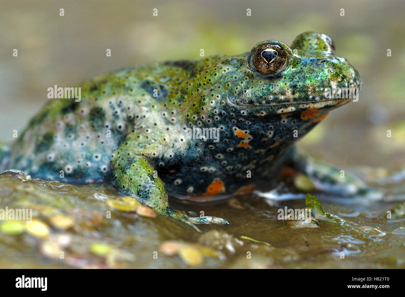 European Fire-bellied Toad (Bombina bombina), Hungary Stock Photo - Alamy