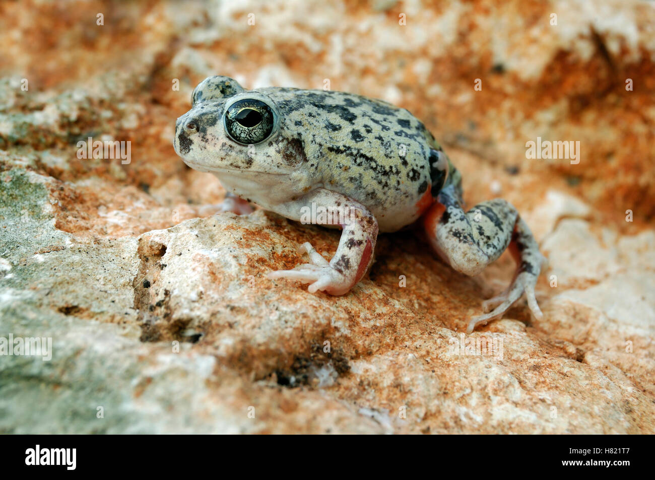Colombian Four-eyed Frog (Pleurodema brachyops), Dutch Antilles Stock ...