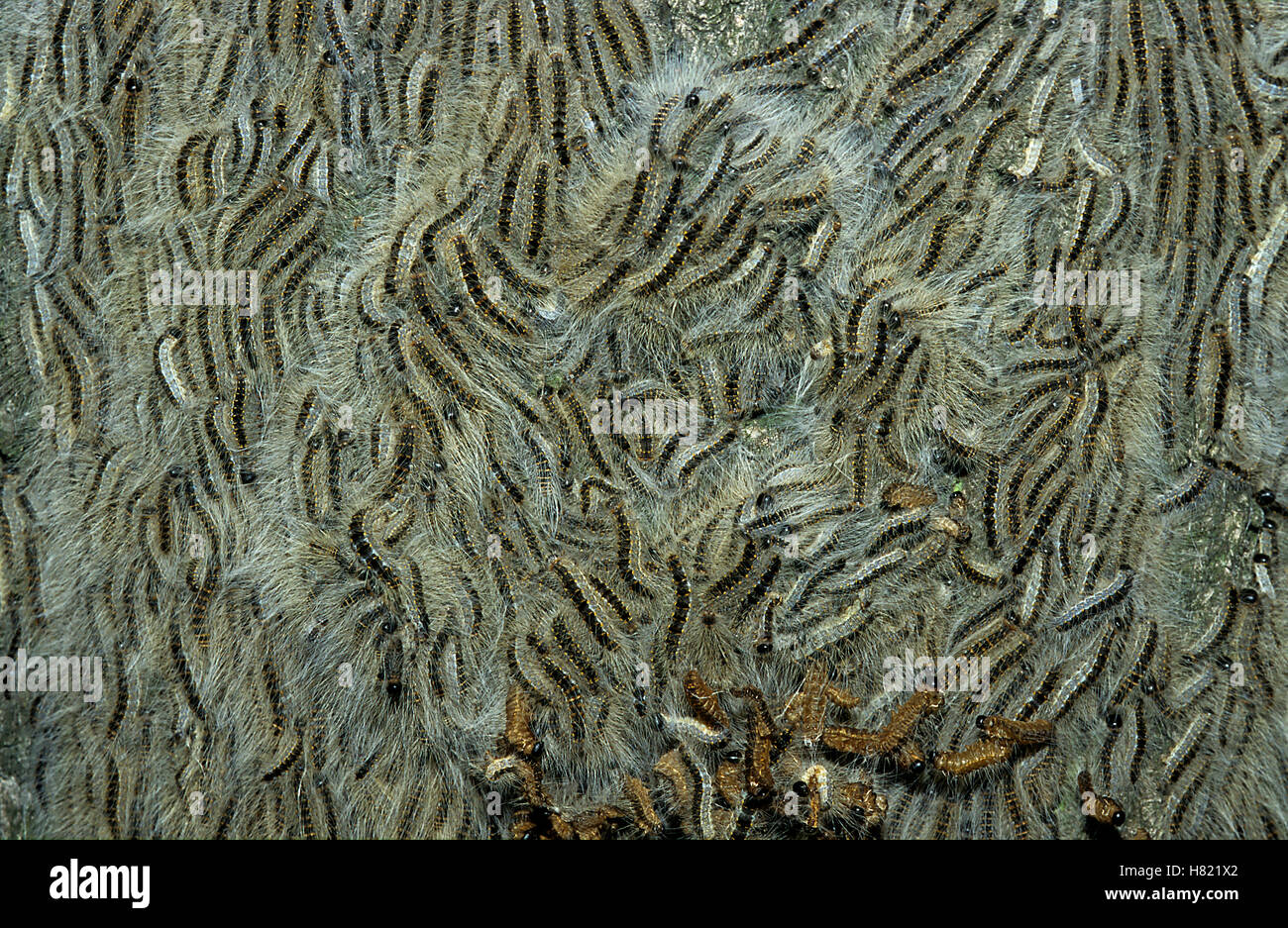 Oak Processionary Moth (Thaumetopoea processionea) caterpillars ...