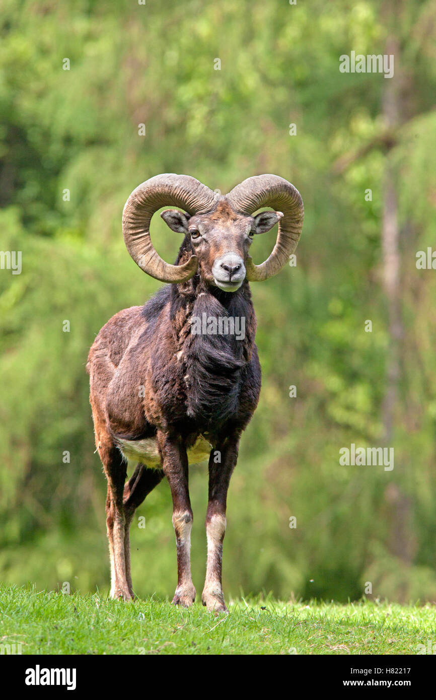 Argali (Ovis ammon) ram on grass Stock Photo - Alamy