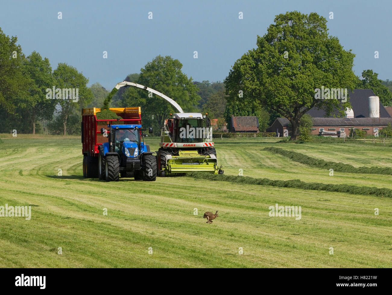 European Hare (Lepus europaeus) running away from a tractor, Deventer ...