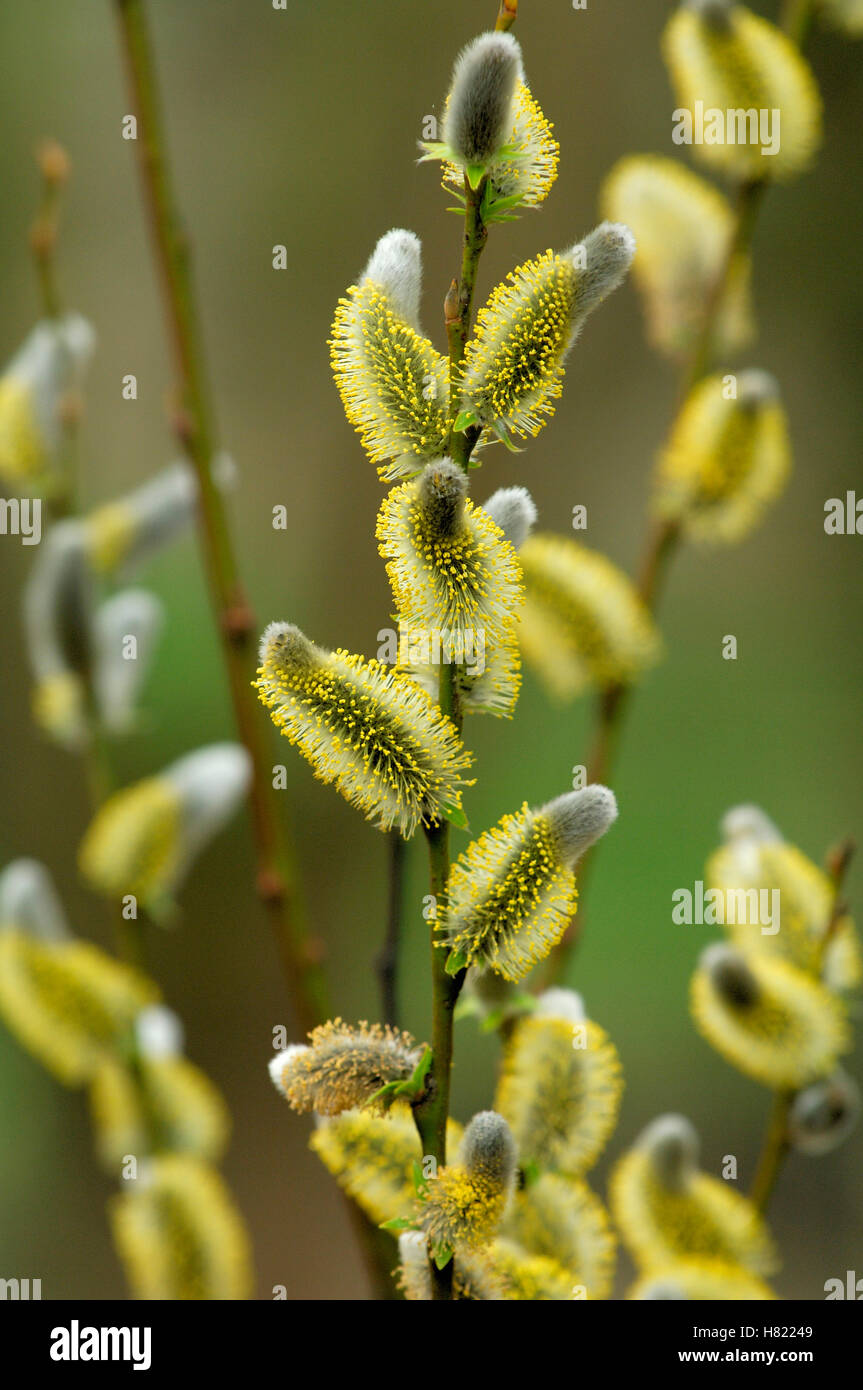 Common Osier (Salix viminalis) catkins in bloom, Lingewaal, Netherlands ...